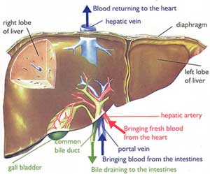 Cupping Therapy in Liver disorders - By Dr. Izhar Hasan | Lybrate
