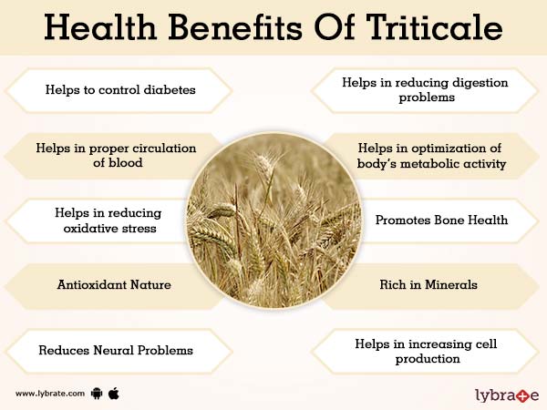 Benefits of Triticale And Its Side Effects | Lybrate