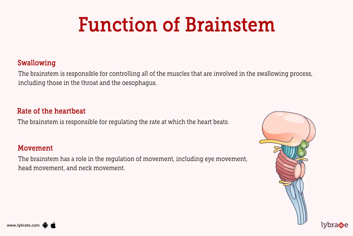 Brainstem Human Anatomy Image Functions Diseases And Treatments