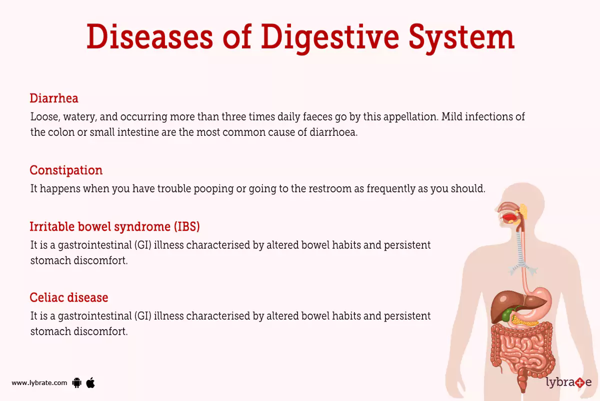 Digestive System Functions
