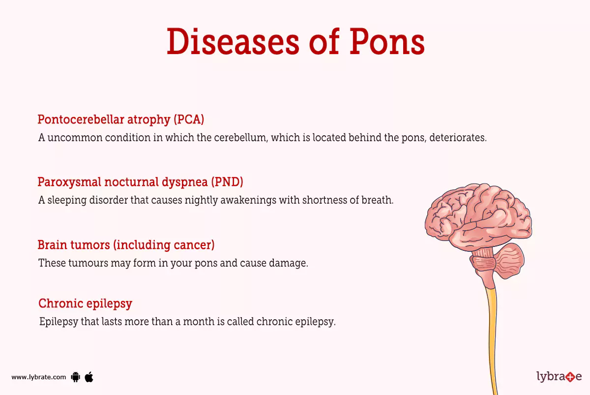 Pons Function Anatomy And Location 57 OFF Pons Function Anatomy And Location 57 OFF