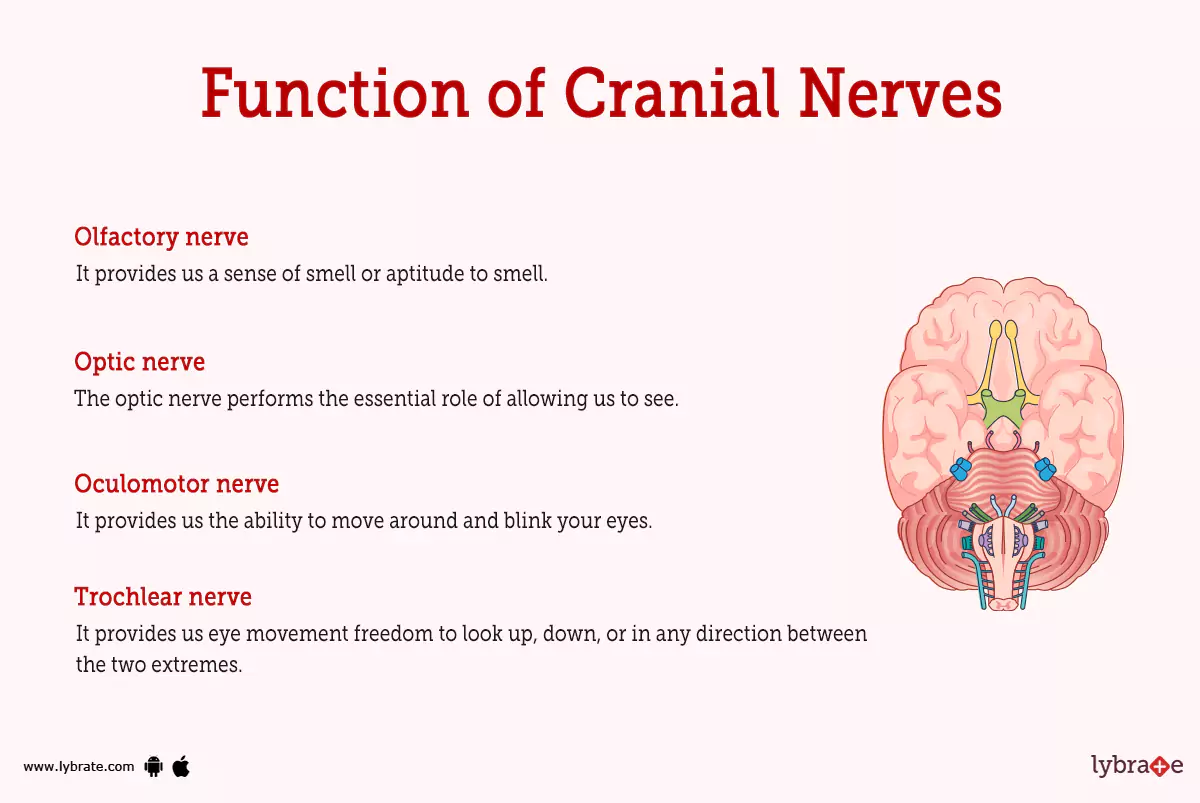 Cranial Nerve Functions Google Search Cranial Nerves Cranial Hot Sex