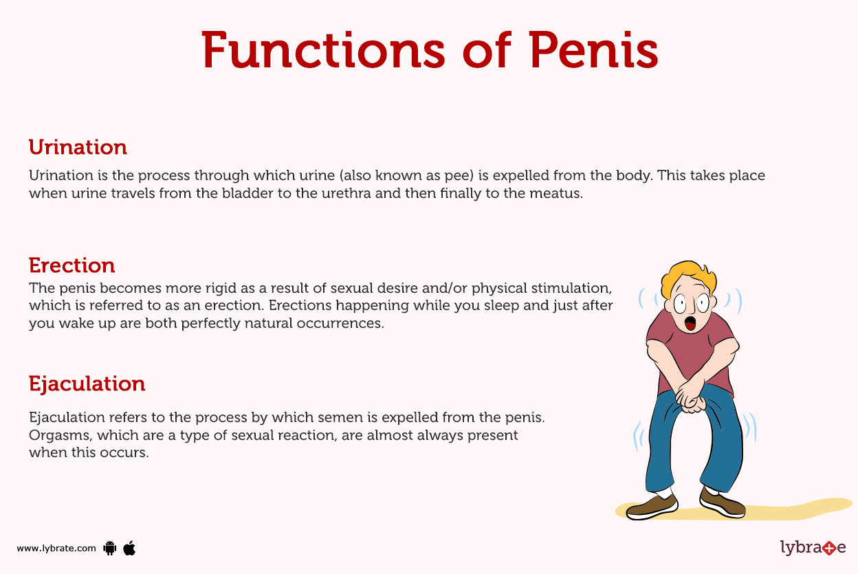 Urination Process