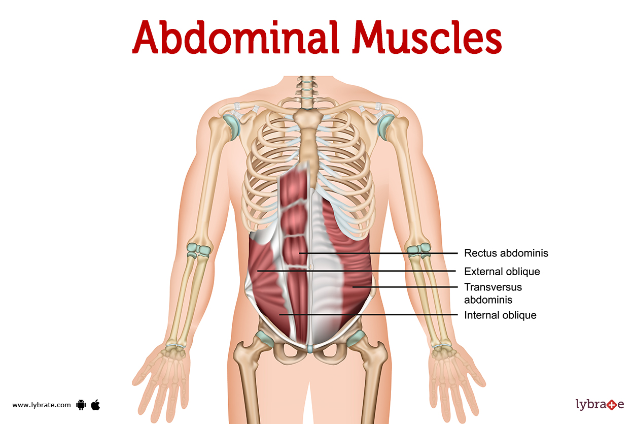 Abdominal Muscles Human Anatomy Picture Functions Diseases And