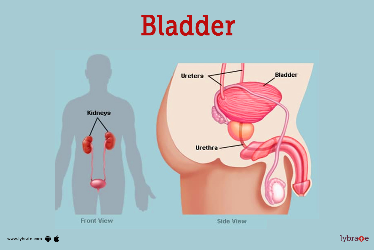 Bladder Location Male Anatomy Of Male And Female Urinary Bladder With Bladder Location Male Anatomy Of Male And Female Urinary Bladder With