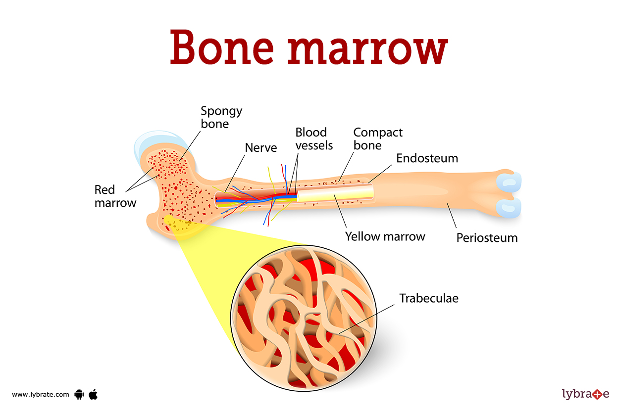 Bone Marrow Human Anatomy Image Function Diseases And Treatments Bone Marrow Human Anatomy Image Function Diseases And Treatments