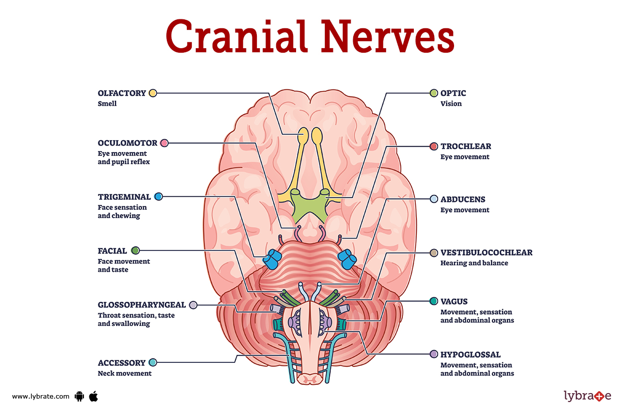 Mixed Cranial Nerves Anatomy Course Fibers Functions 55 OFF