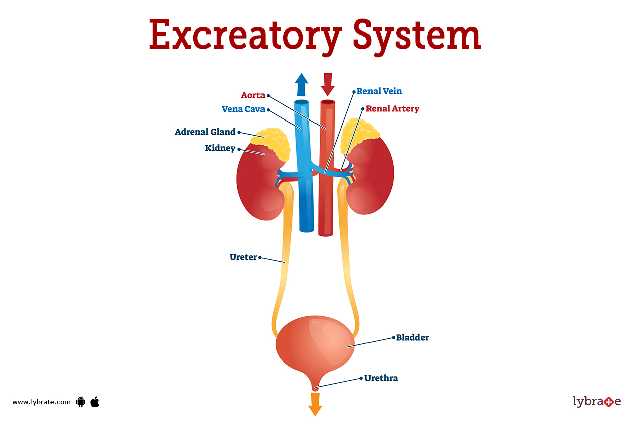 Excretory System Human Anatomy Picture Functions Diseases And Excretory System Human Anatomy Picture Functions Diseases And