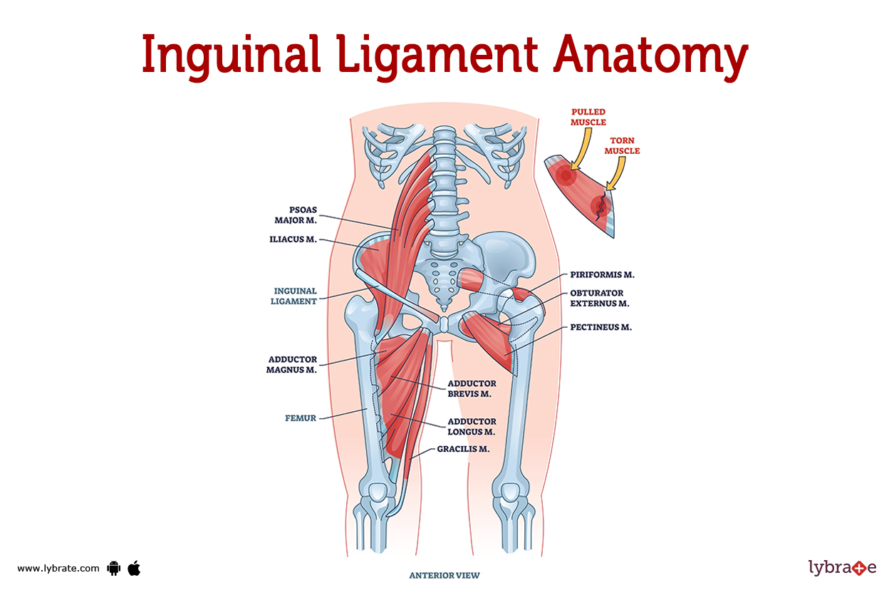 The Inguinal Ligament Anatomy And 3D Illustrations 40 OFF