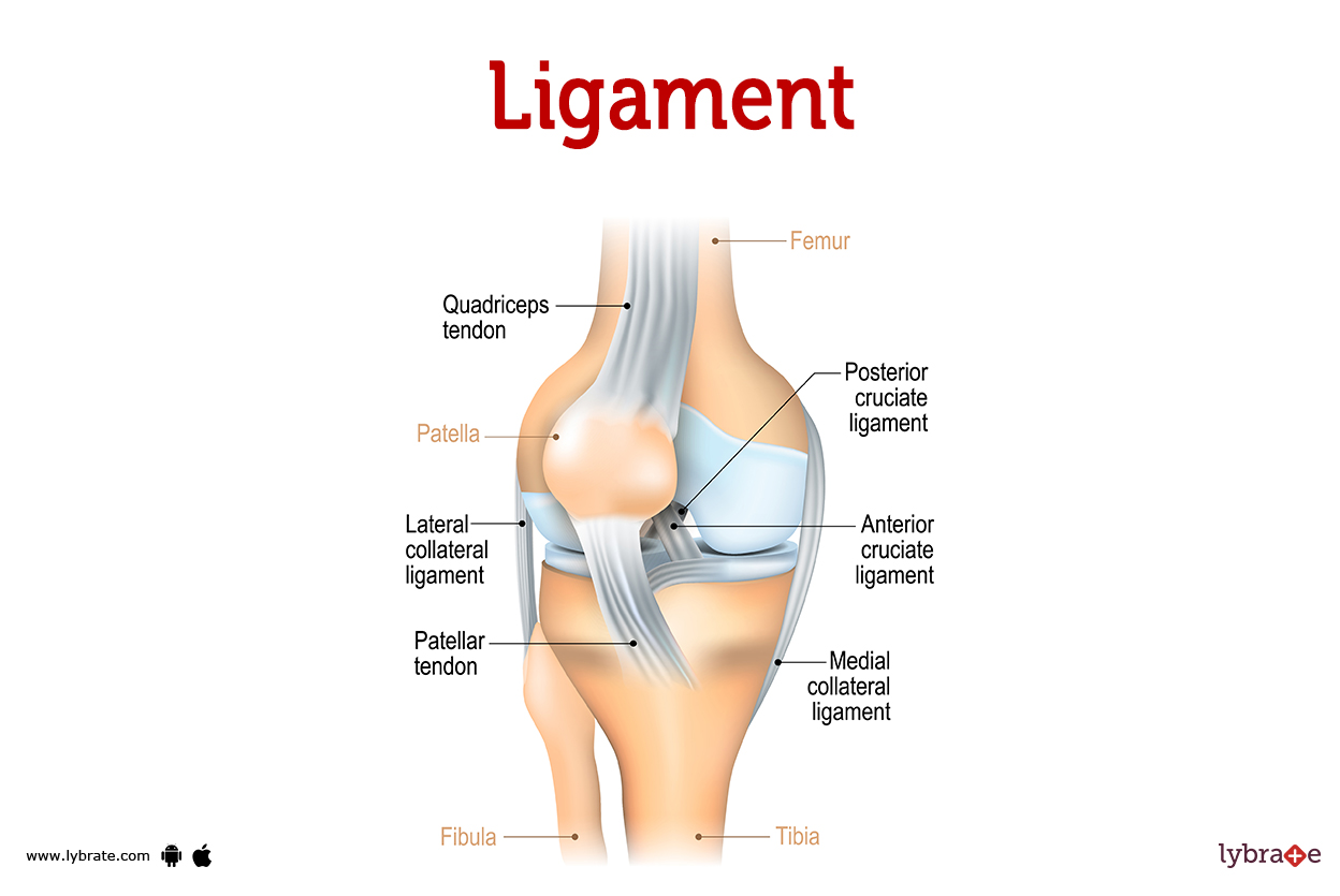 Ligament Definition Function Types Facts Britannica 58 OFF