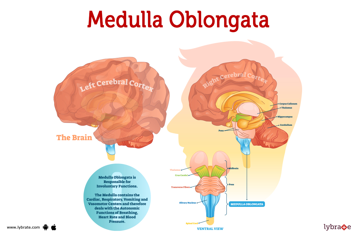 Medulla Oblongata Human Anatomy Picture Functions Diseases And Medulla Oblongata Human Anatomy Picture Functions Diseases And