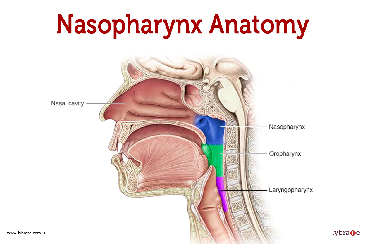 Nasopharynx What Is It Anatomy Function 55 OFF