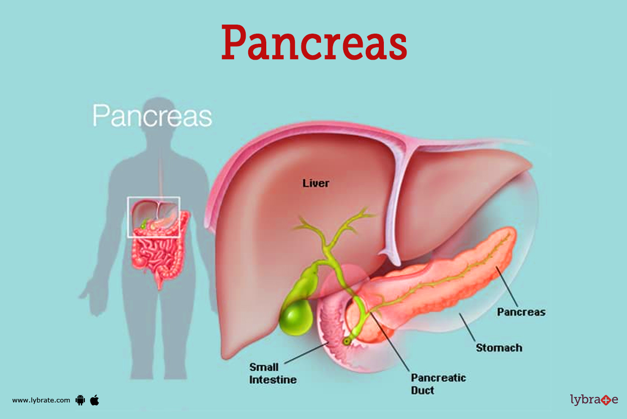 Pancreas Picture In Human Body Diagram Infoupdate Pancreas Picture In Human Body Diagram Infoupdate