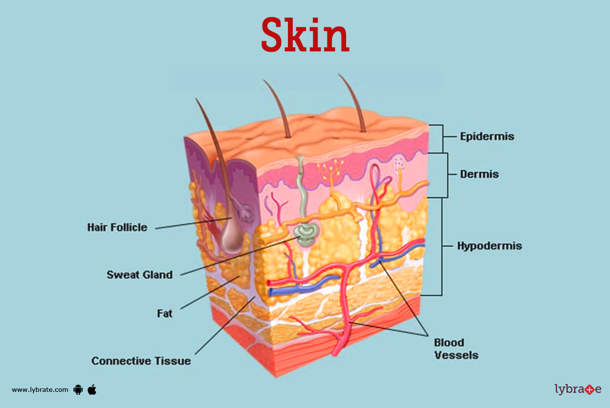 Skin Human Anatomy Picture Function Diseases Tests And Treatments