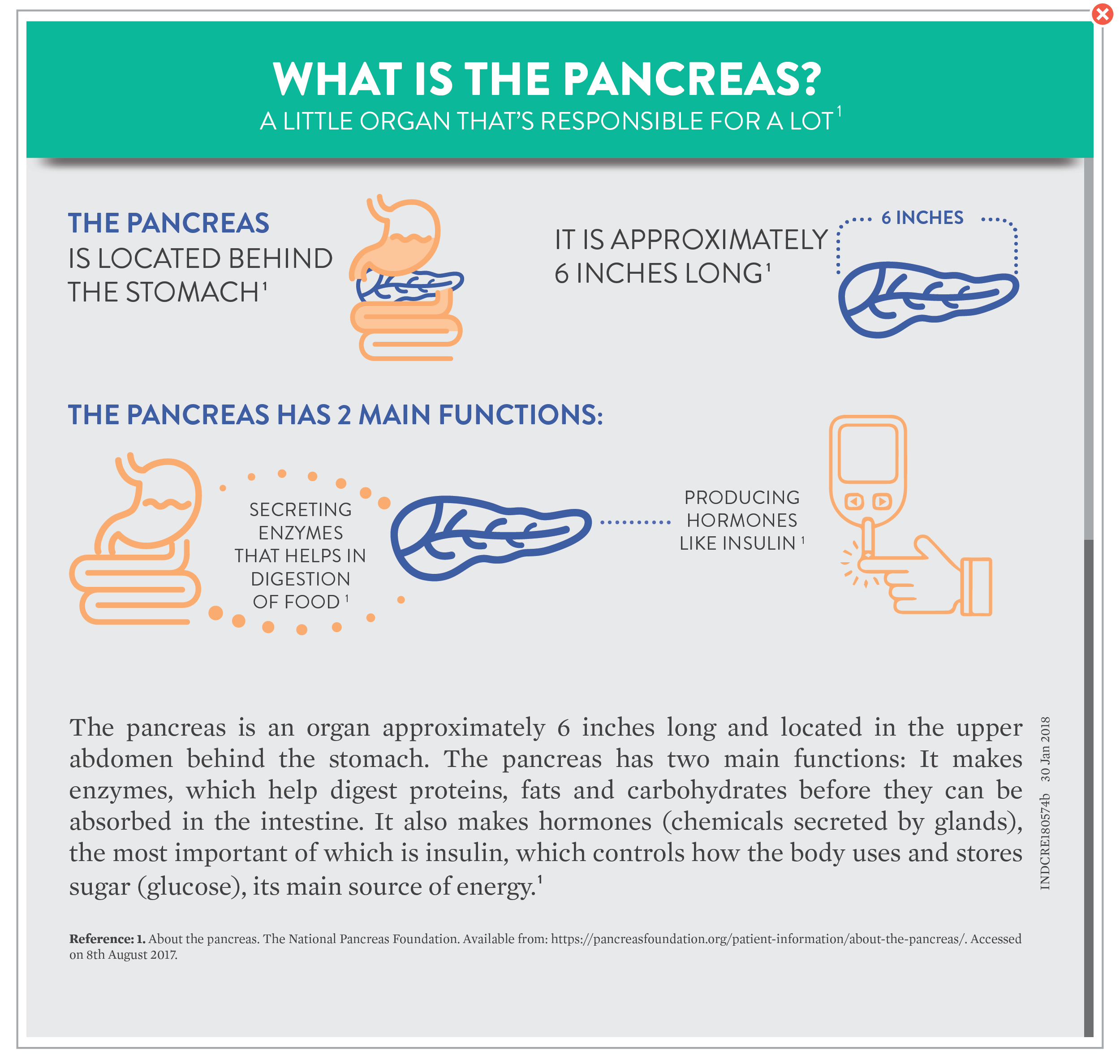 Pancreas: Function and Location - By Pancrecare | Lybrate