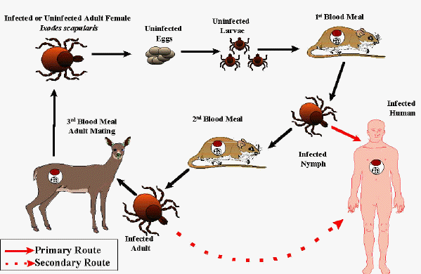 Treatment of Ehrlichiosis! - By Dr. Radhika Amulraj | Lybrate