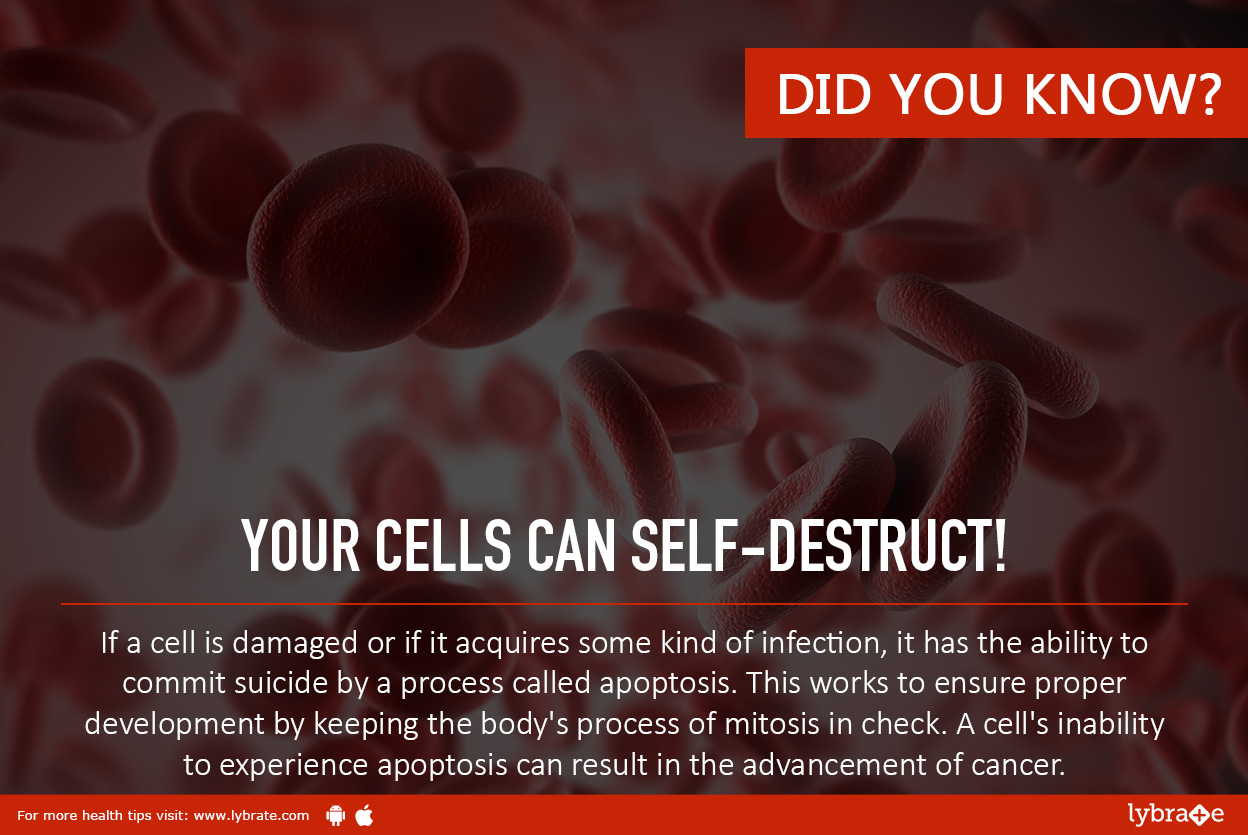 Super Fact of the Day: Your cells can self-destruct! - By Dr. S K ...