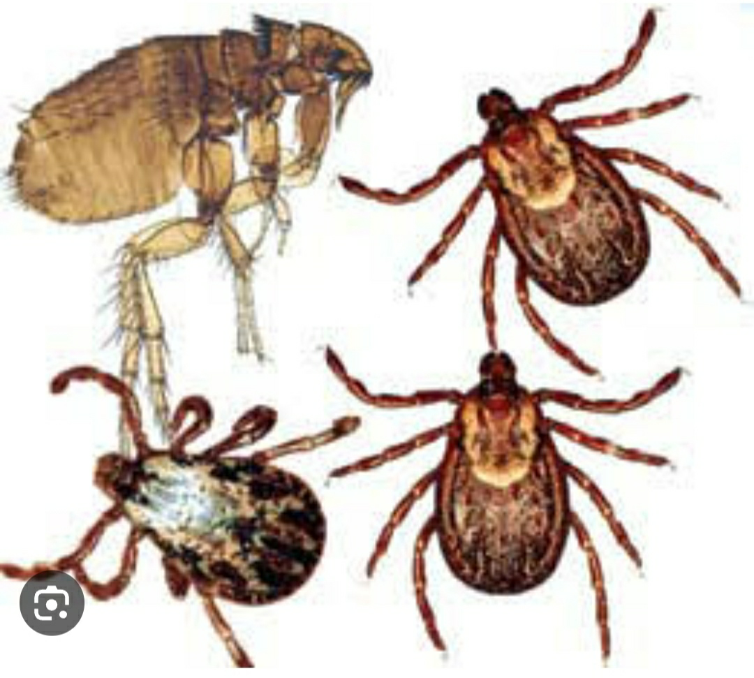 Life Threatening Ectoparasites Of Dog - By Dr. Alok Kumar Chaudhary ...