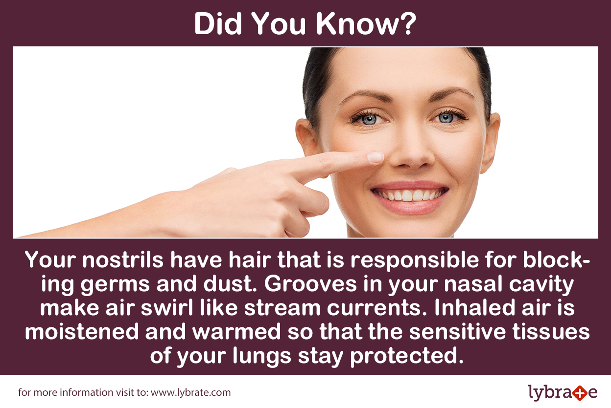 Super Fact of the Day: Your nose is the best air filter in the world ...