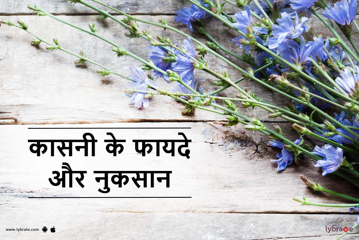 Chicory (Kasni) Benefits and Side Effects in Hindi - कासनी के फायदे और ...
