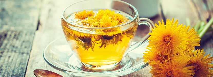 Benefits of Dandelion And Its Side Effects | Lybrate