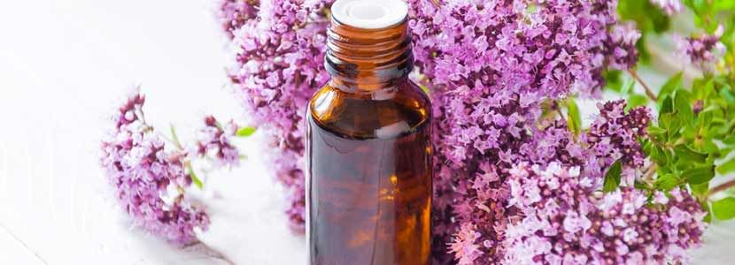 Benefits of Marjoram Oil And Its Side Effects | Lybrate Benefits of Marjoram Oil And Its Side Effects | Lybrate