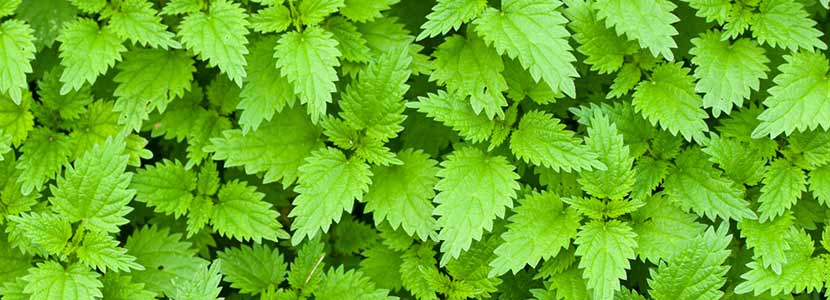 Nettle Leaf Benefits And Its Its Side Effects | Lybrate