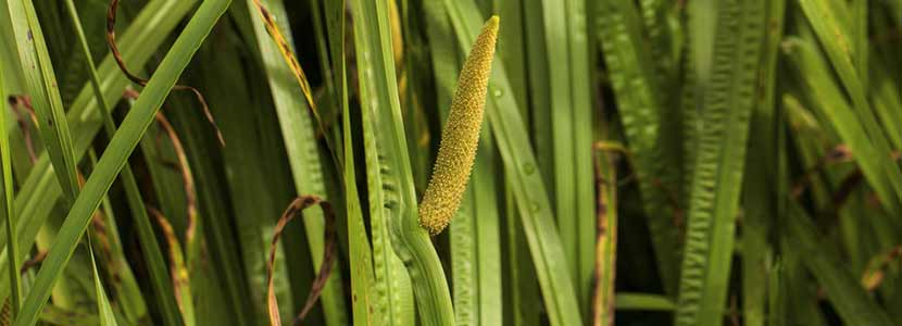 Sweet Flag (Vacha) Benefits And Its Side Effects | Lybrate